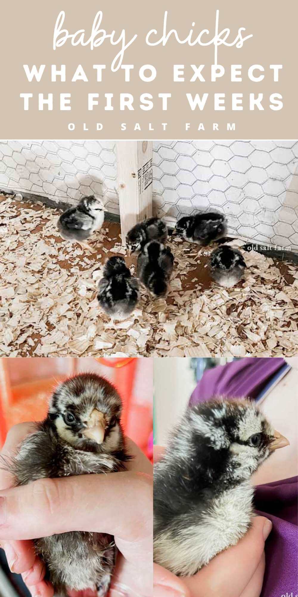 Baby Chicks: What to Expect the First Few Weeks