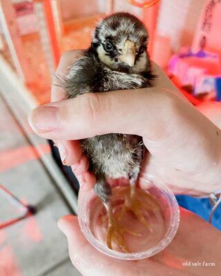 Baby Chicks: What to Expect the First Few Weeks