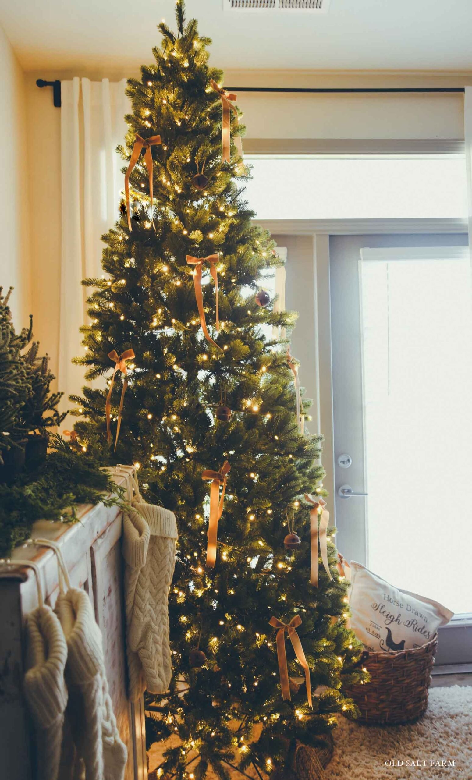 Our King of Christmas Tree | Old Salt Farm